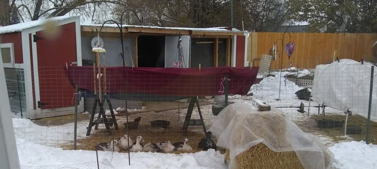 Keeping your Coop/Run Dry